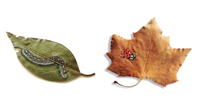 ArtWorks | Ron Head Art